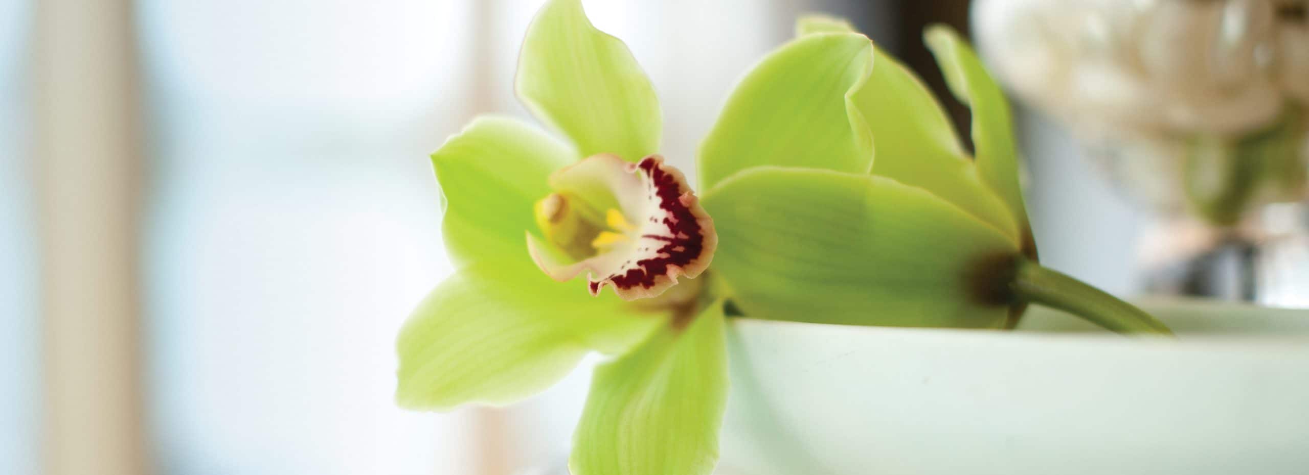 Greenhouse Spa & Salon