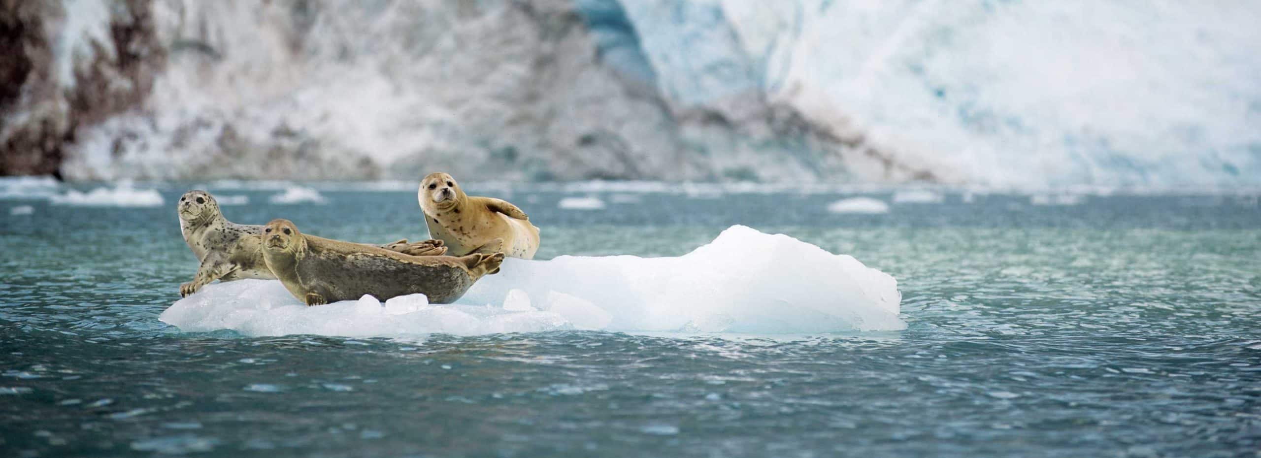 Alaska's Top 5 Marine Animals | Alaska Wildlife | Holland America Line