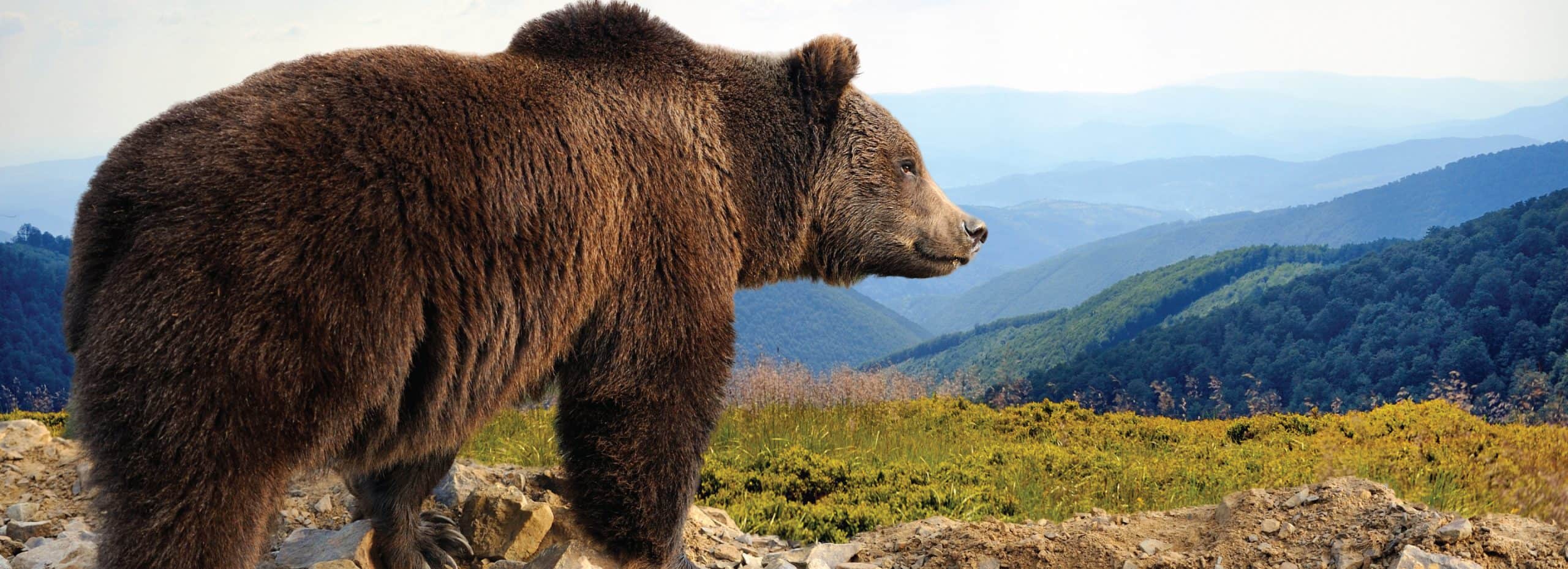 Scenic Cruising The Inside Passage