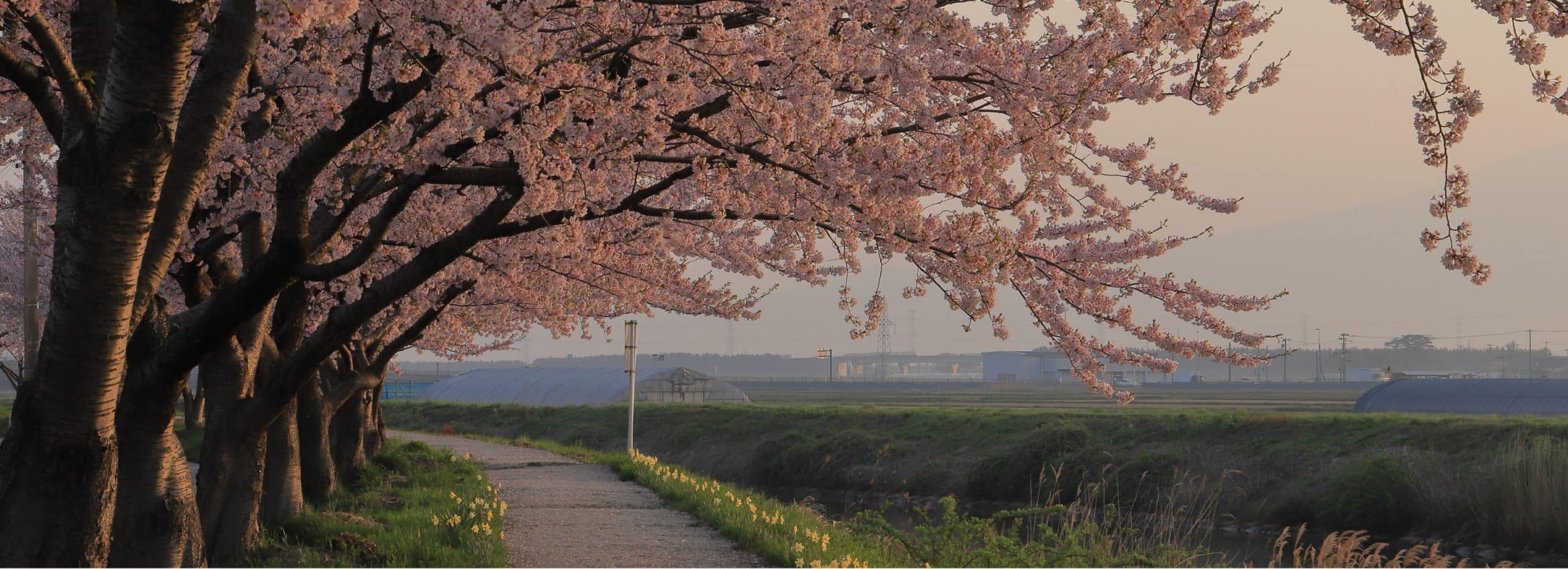 Sakata, Japan | Holland America Line