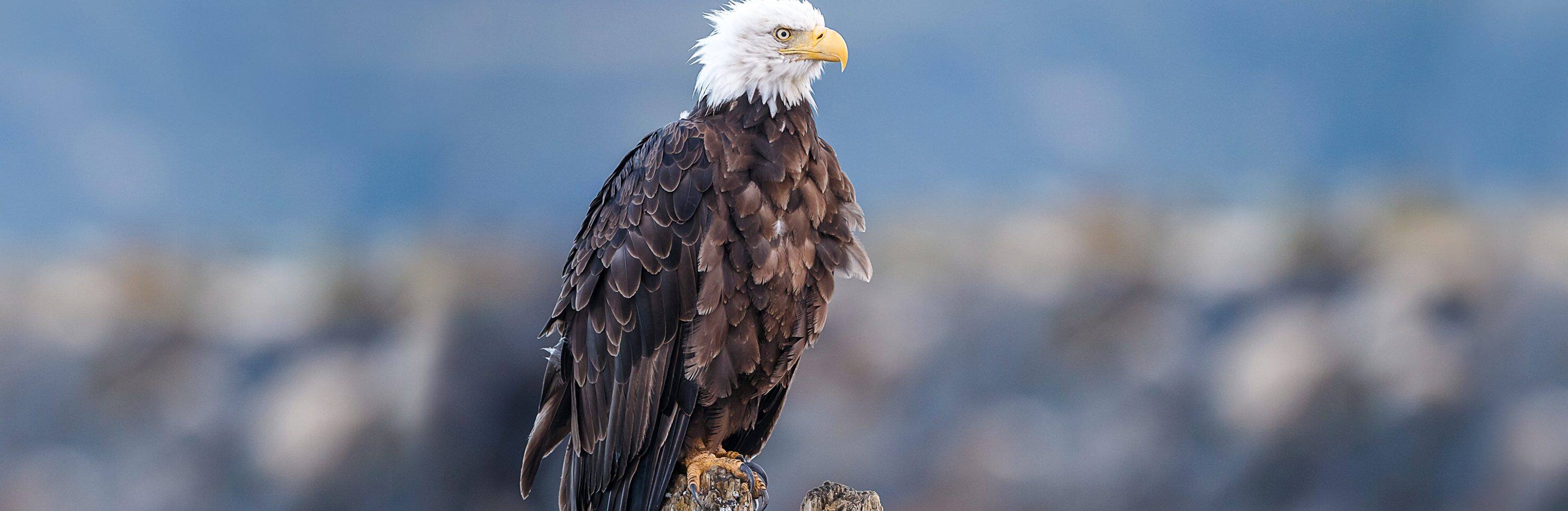 Alaska Raptor Center & Rain Forest City Walk