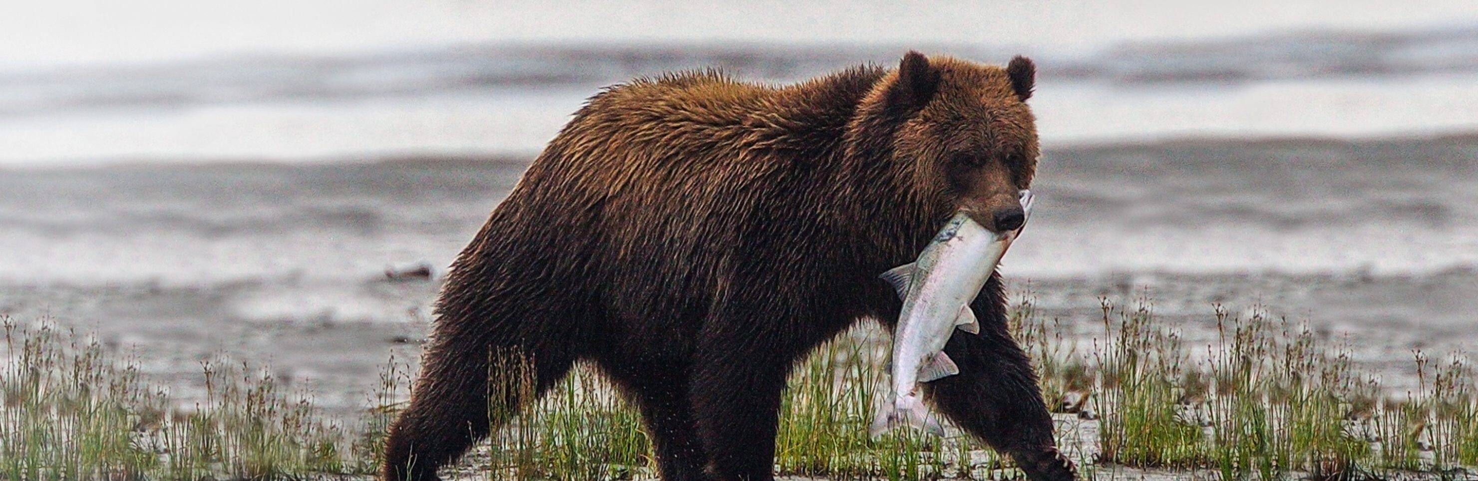 Alaska Raptors & Bald Eagle Foundation (Wheelchair Accessible)