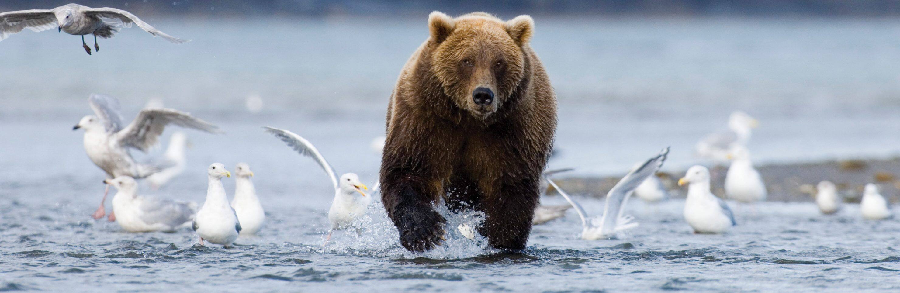 Birds, Bears & Barnacles (Wheelchair Accessible)