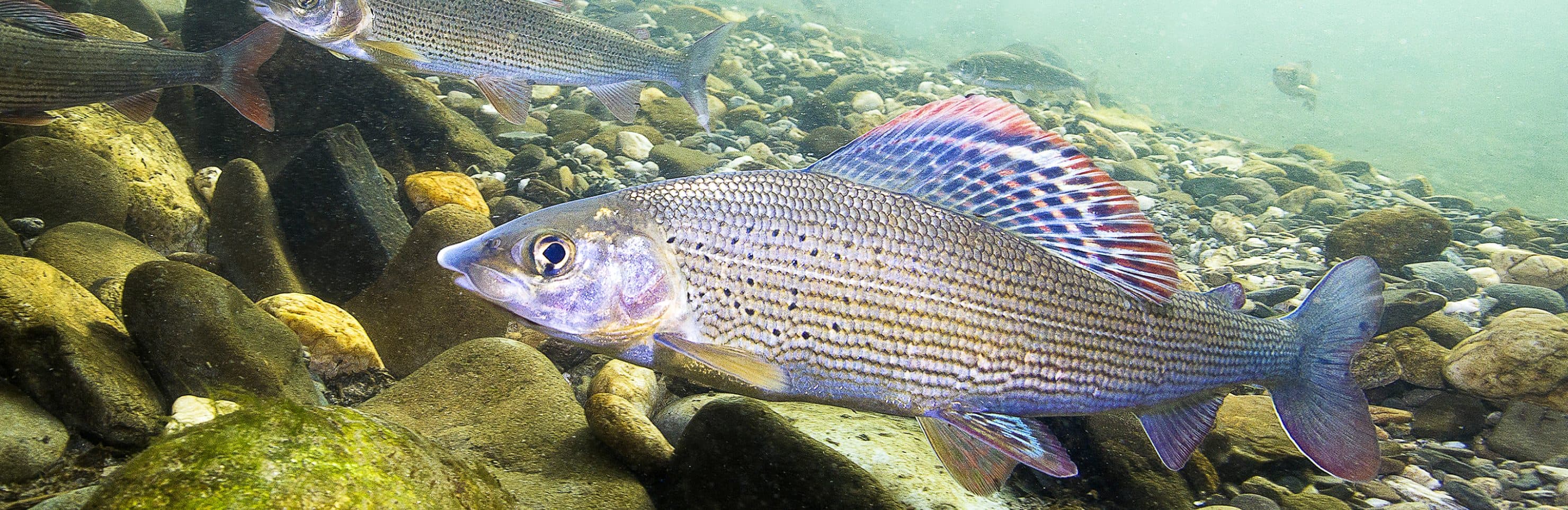 Denali Fly Fishing for Arctic Grayling (4 hour)