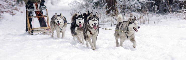 Dog Sled Summer Camp