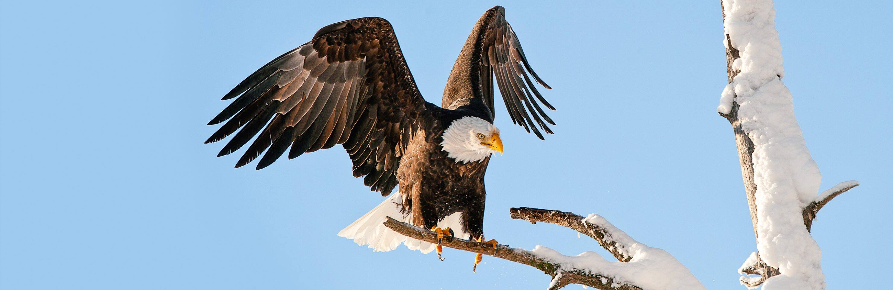 Eagle Preserve Rafting & Wildlife Quest