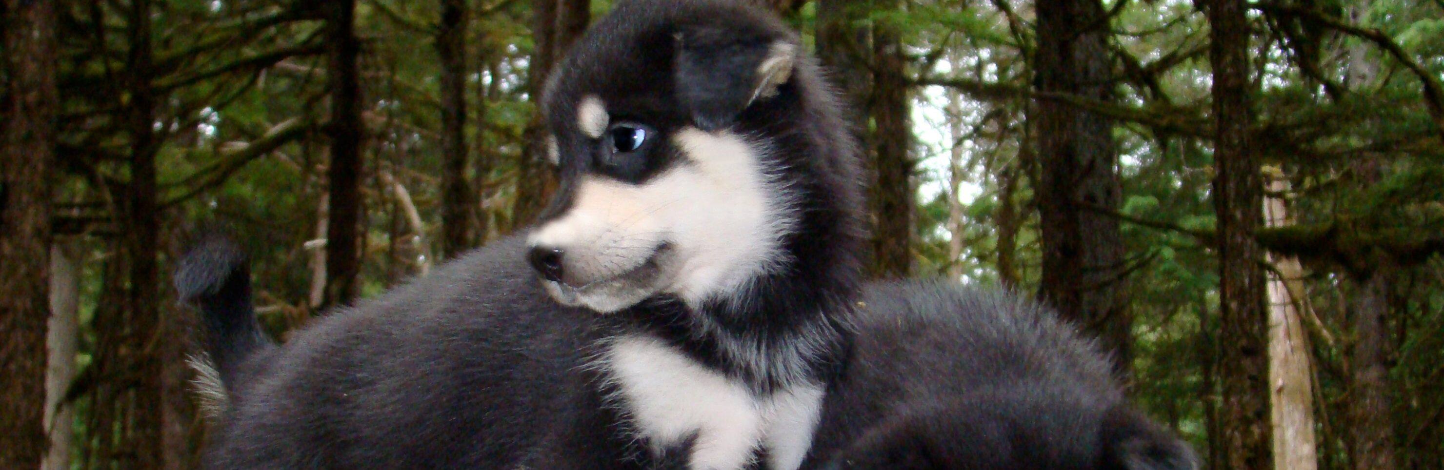 Sled Dog Discovery & Musher's Camp