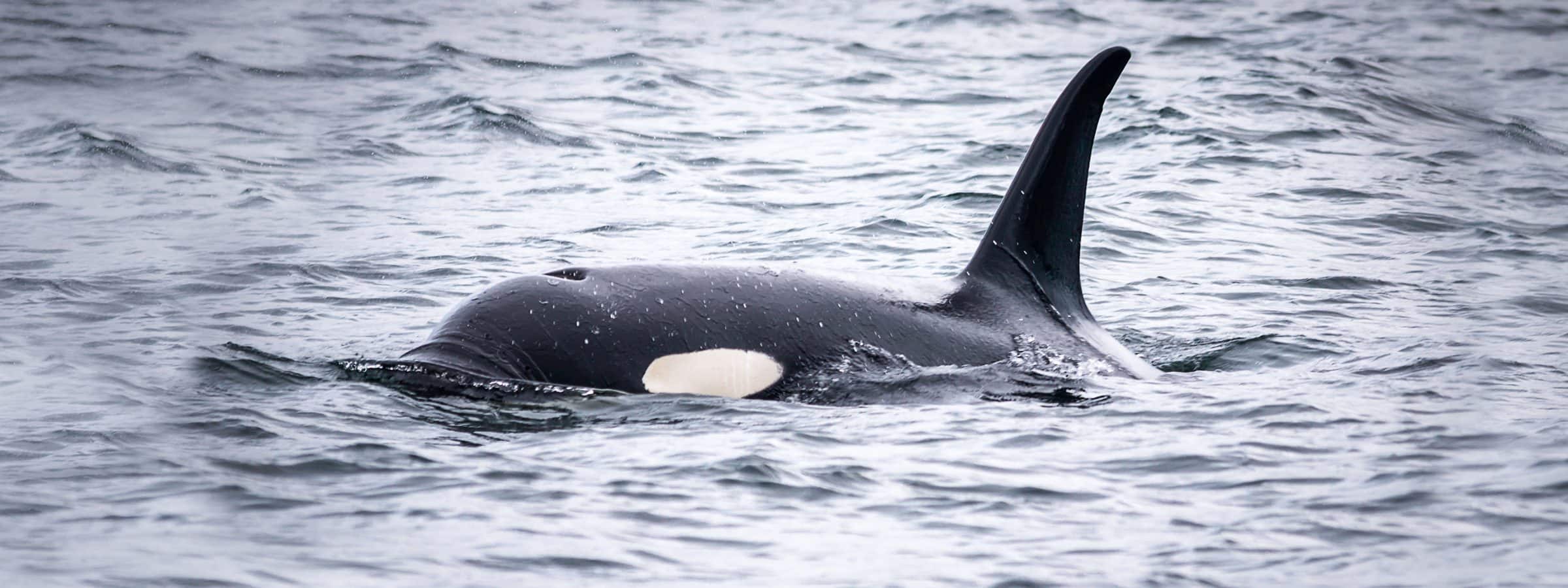 Guide to Alaska Wildlife – Animals, Birds, Mammals