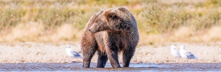 Spasski River Valley Wildlife & Bear Search