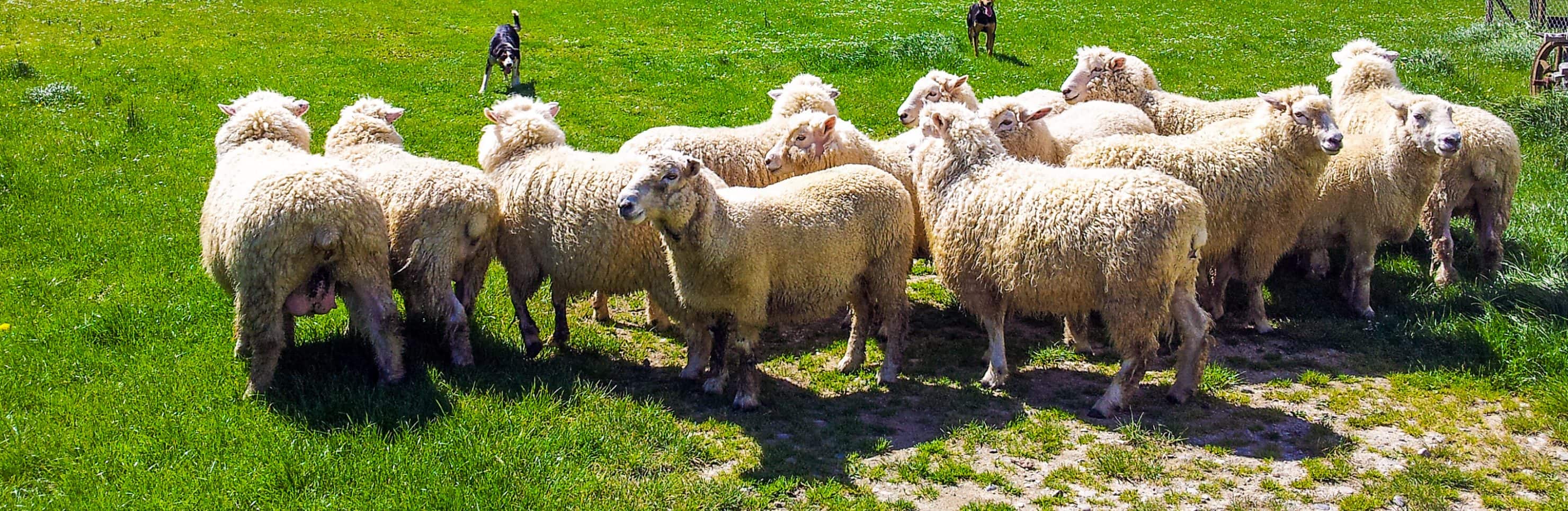 Marlborough Farm, Garden & Sheep Round-Up