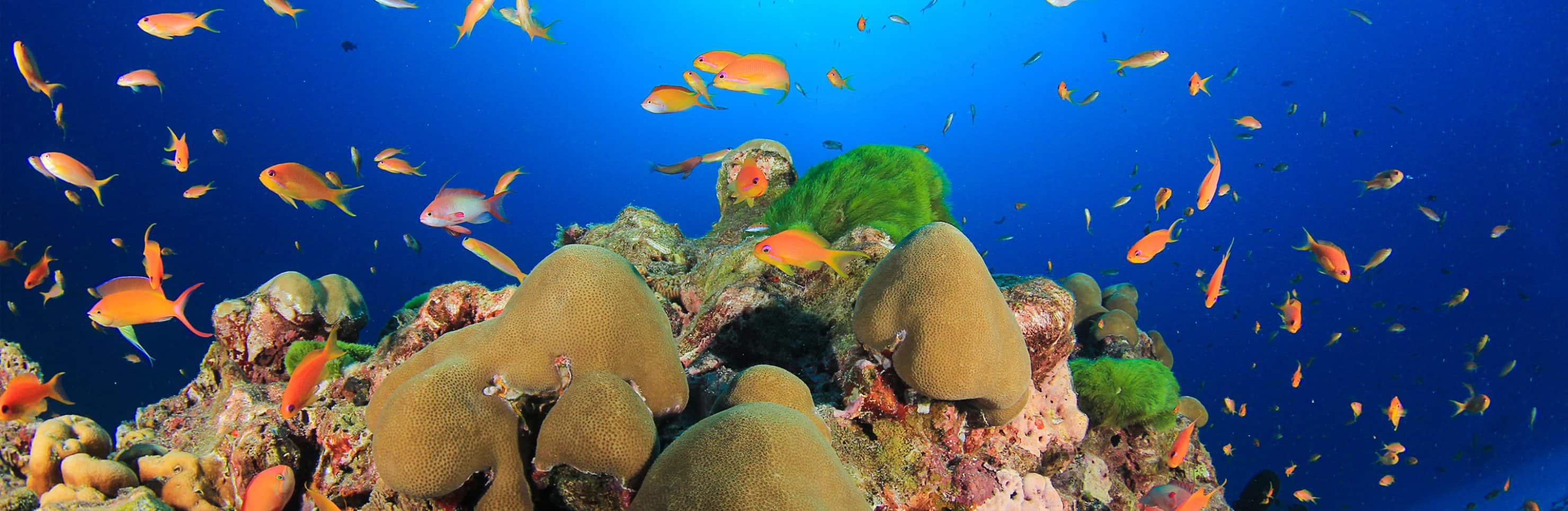 Tantabiddi Reef-Viewing Fantasy