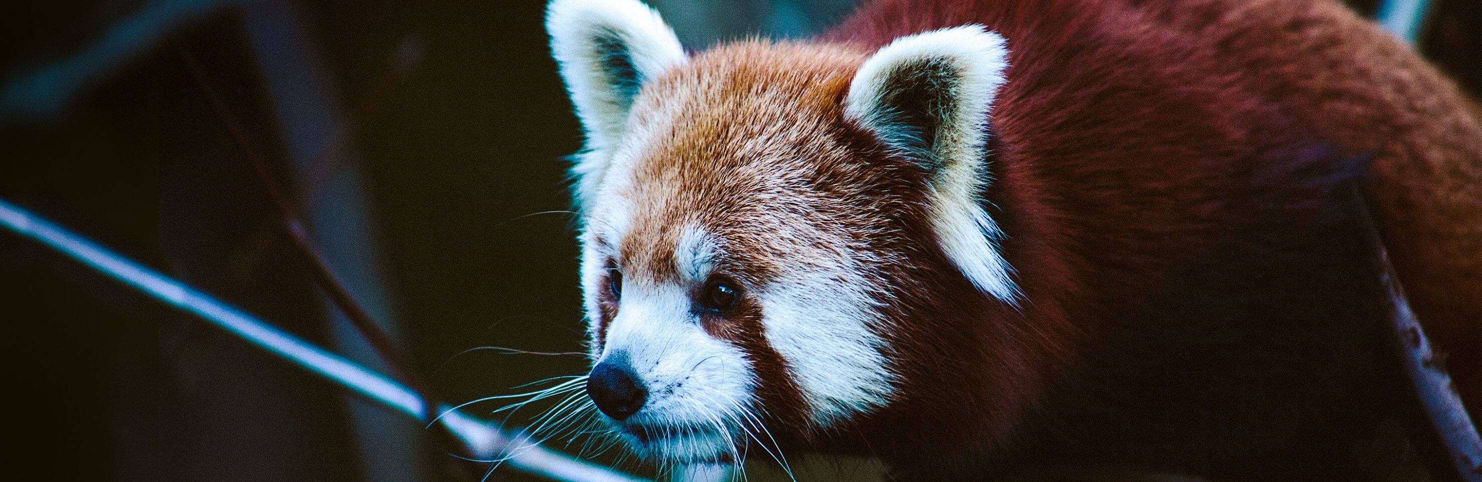 Taronga Zoo Sunset Walk