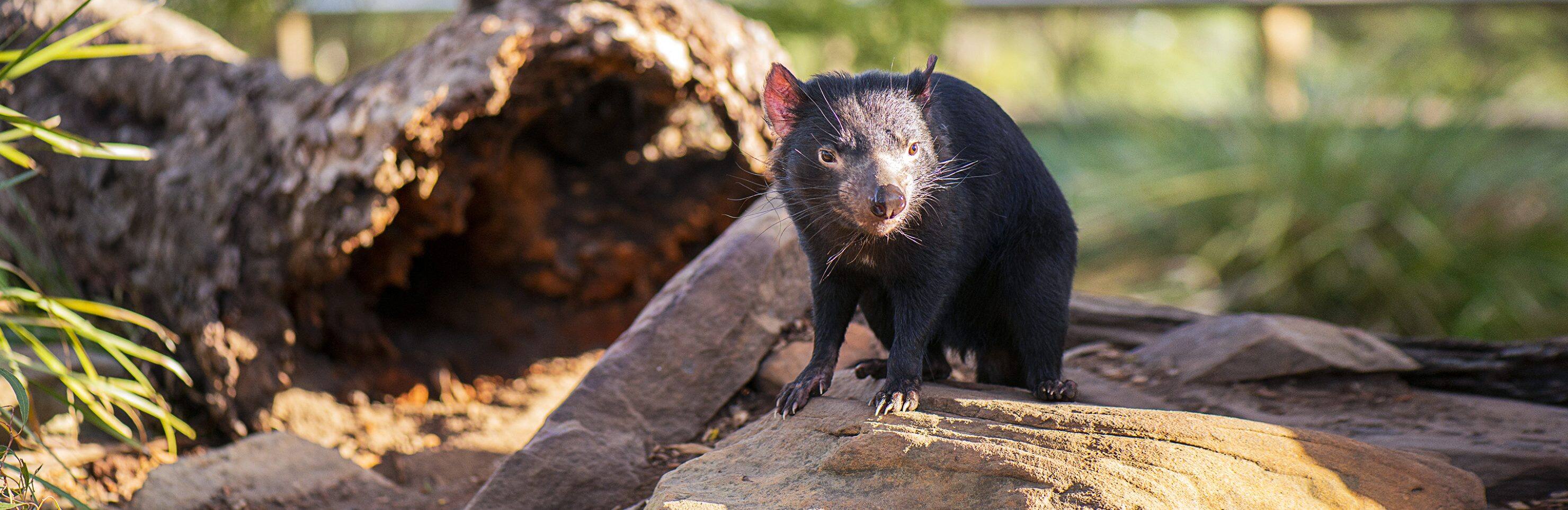Tasmanian Devil Unzoo