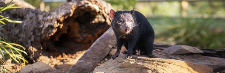 Tasmanian Devil Unzoo