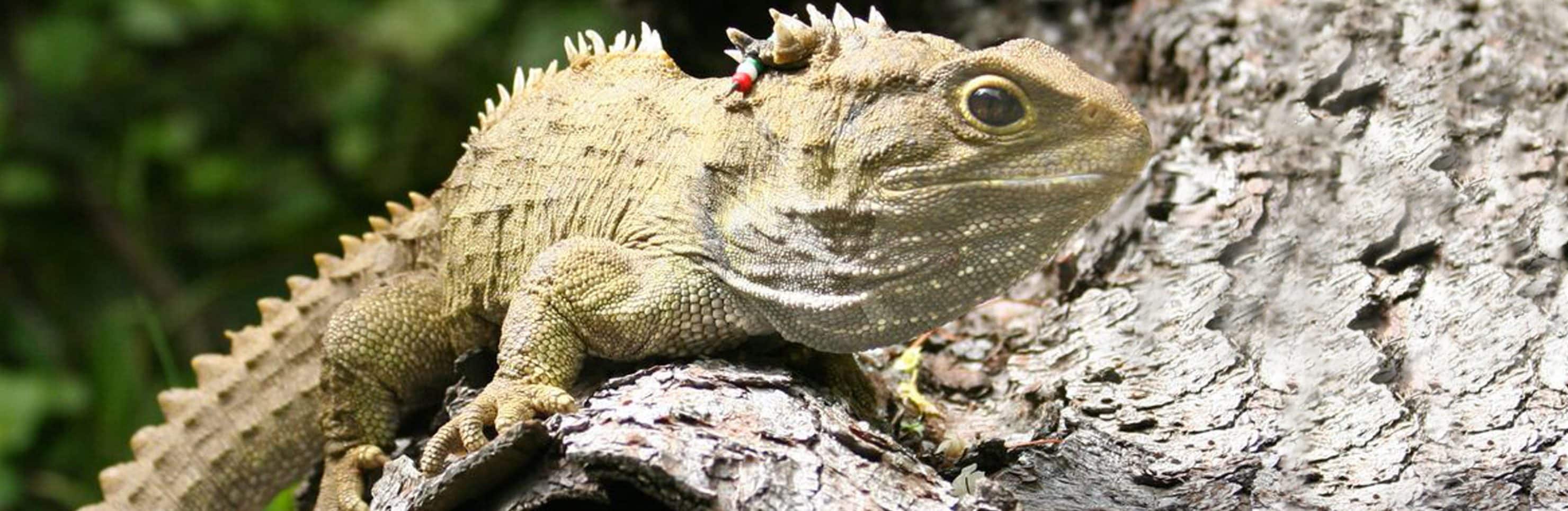 Te Papa & Zealandia Eco Experience