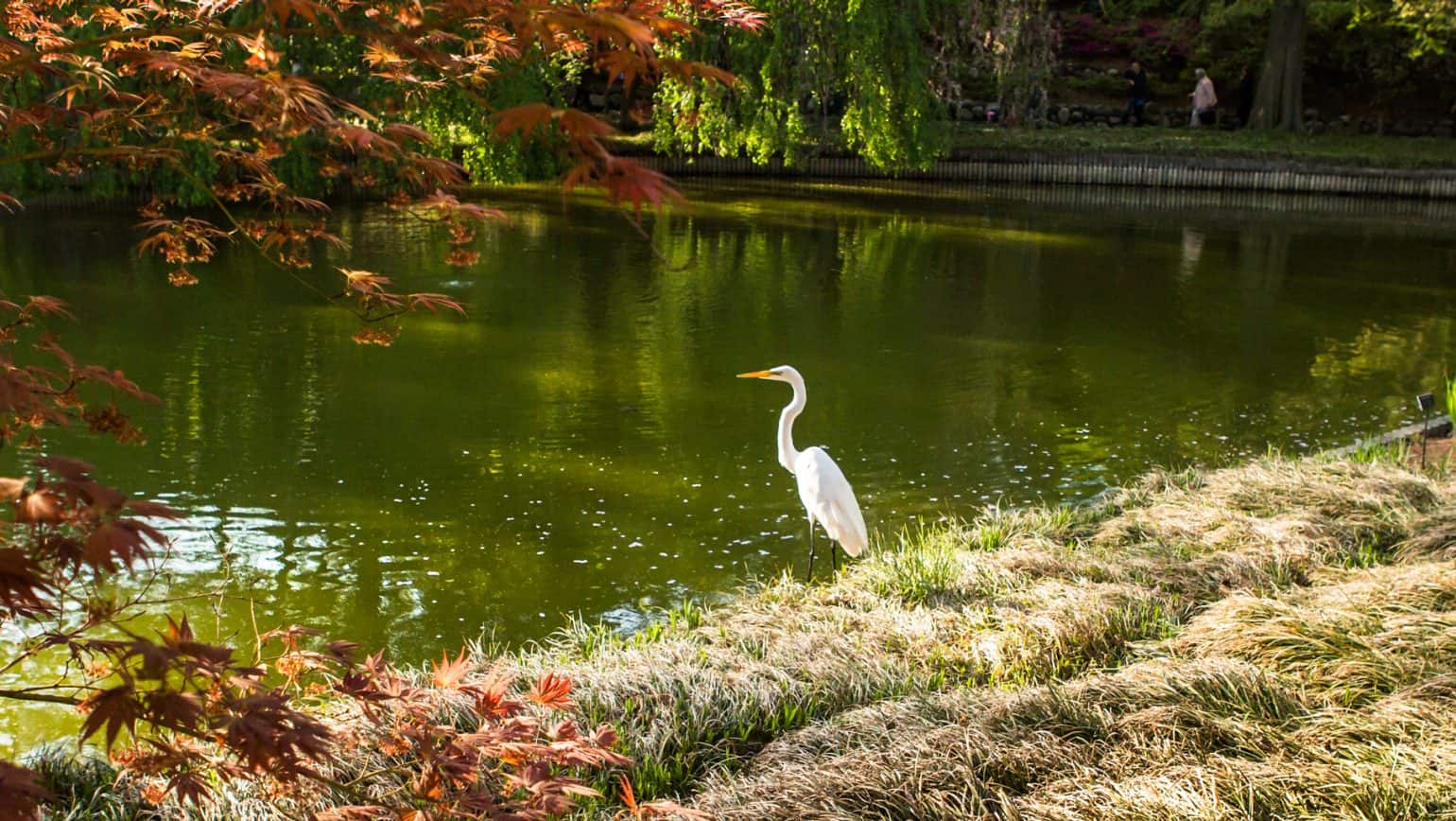 Cruises To Cruise to Kushiro, Japan | Holland America