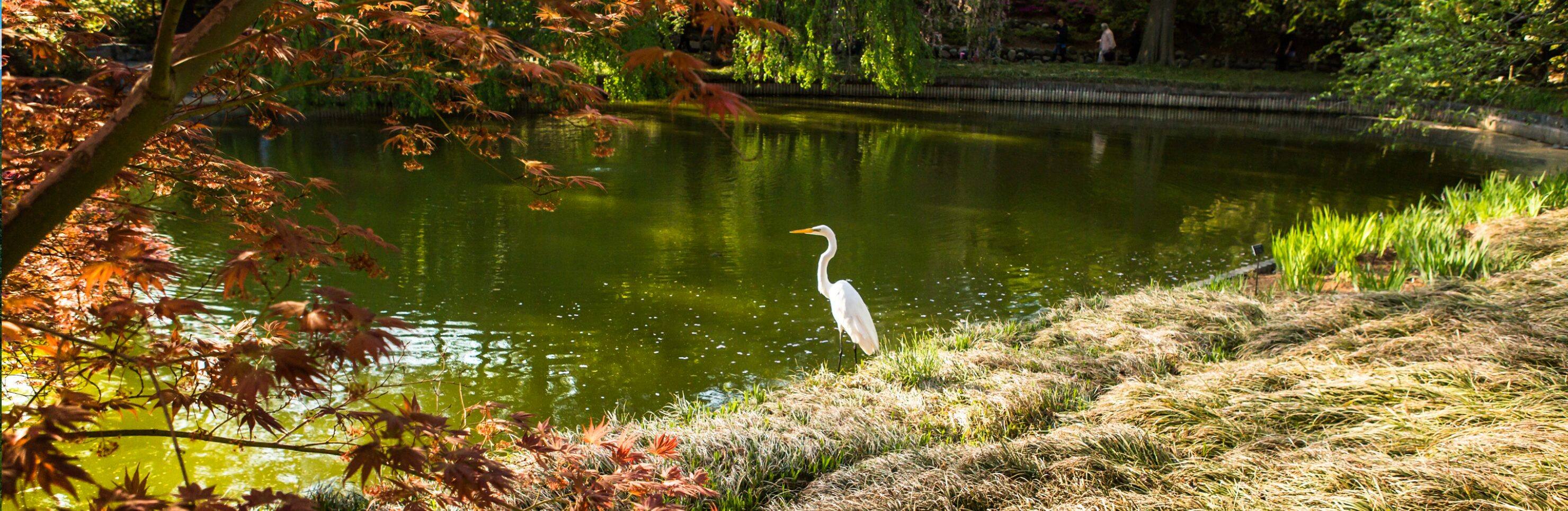 Natural Hokkaido: Kushiro Marshland & the Japanese Crane Reserve