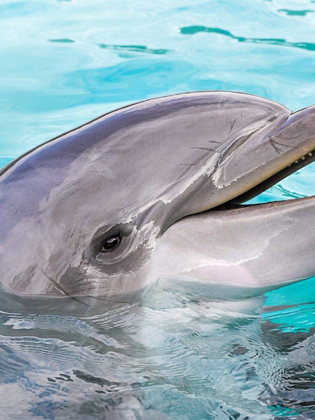 Cruises To Discover Ocho Rios, Jamaica: Beaches, Waterfalls, and Reggae