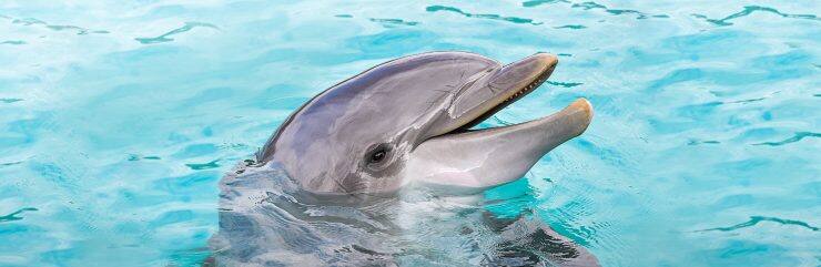 Dolphin Touch Encounter