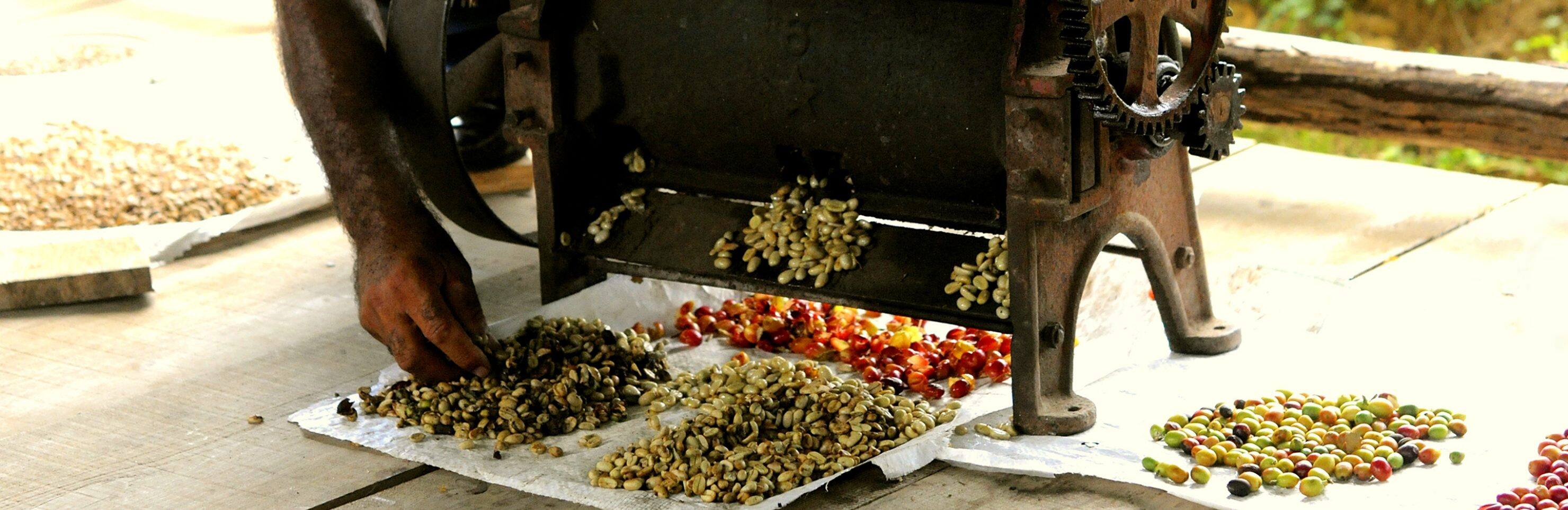 Dominican Coffee: A Local Experience