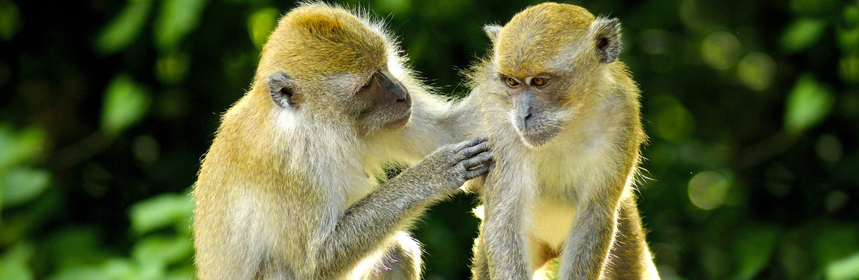 Green Monkey Eco Discovery