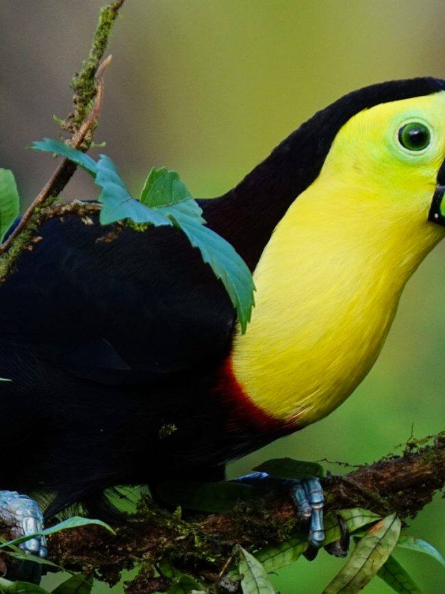 Puerto Limon (San Jose), Costa Rica