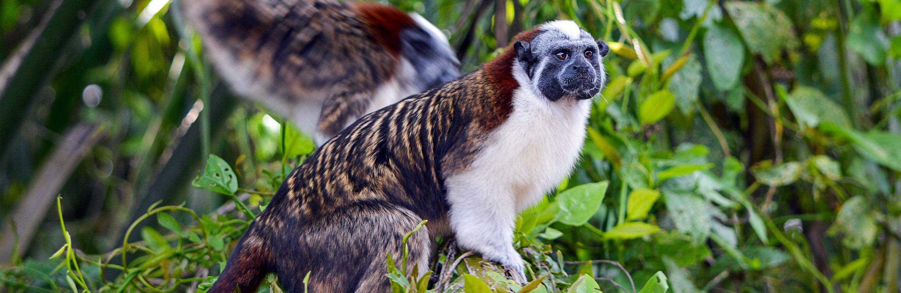 Rainforest & Gatun Lake & Locks Cruise