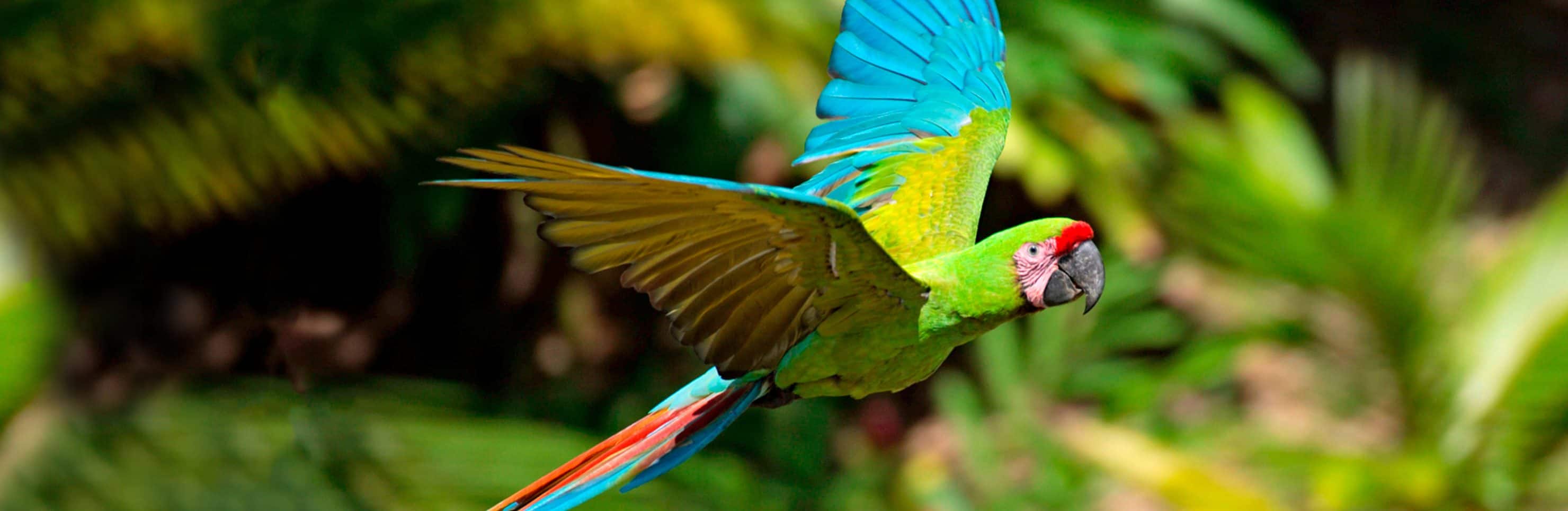 Roatan West Side Island Discovery