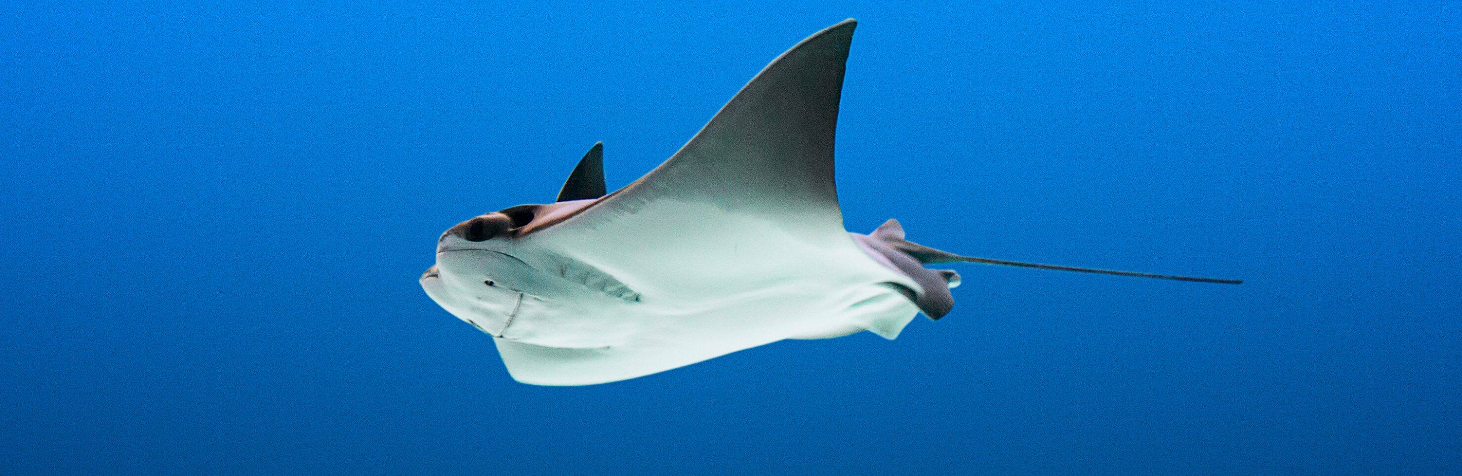 Stingray Swim & Snorkel