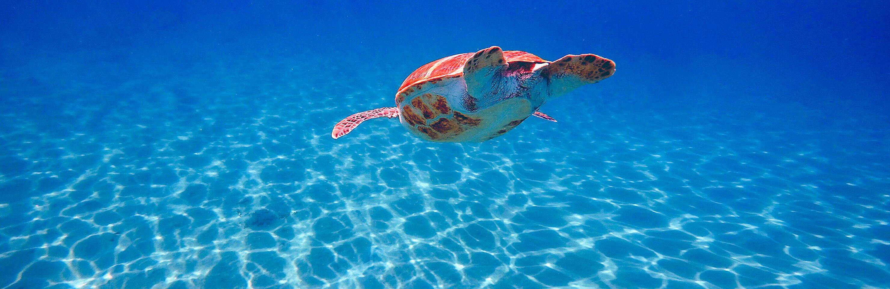 Ultimate Curacao, Beach & Turtle Snorkel with Lunch