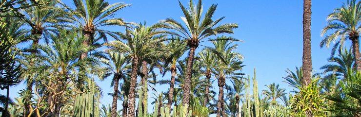 Discover Elche: UNESCO World Heritage Site