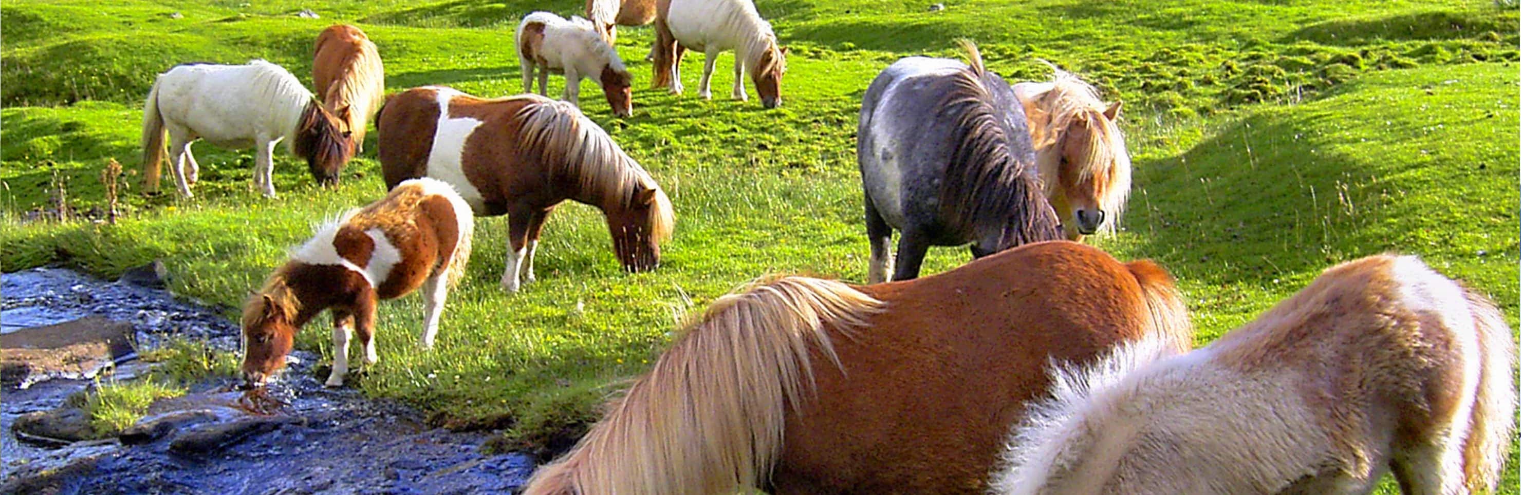 Shetland Ponies & Scalloway
