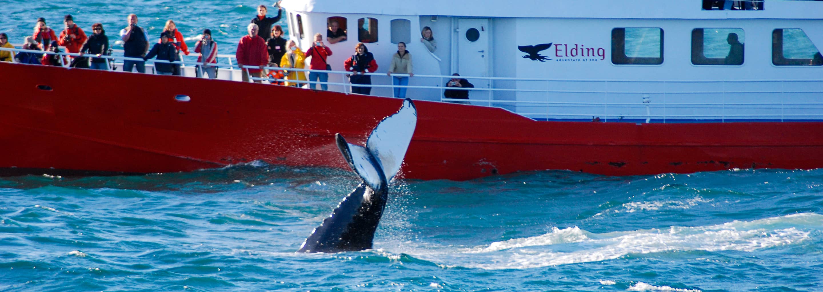 When and Where to Go Whale Watching on the West Coast