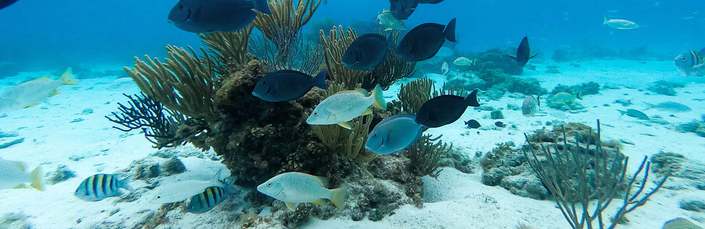 Reef 'n Rays Snorkeling