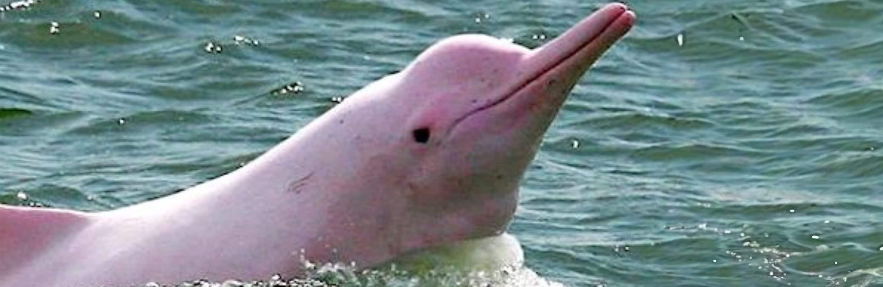 Pink Dolphin Encounter