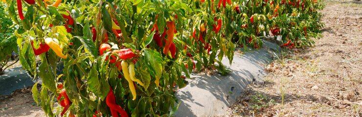 Magna Grecia Farm Visit: In Partnership with FOOD & WINE Magazine