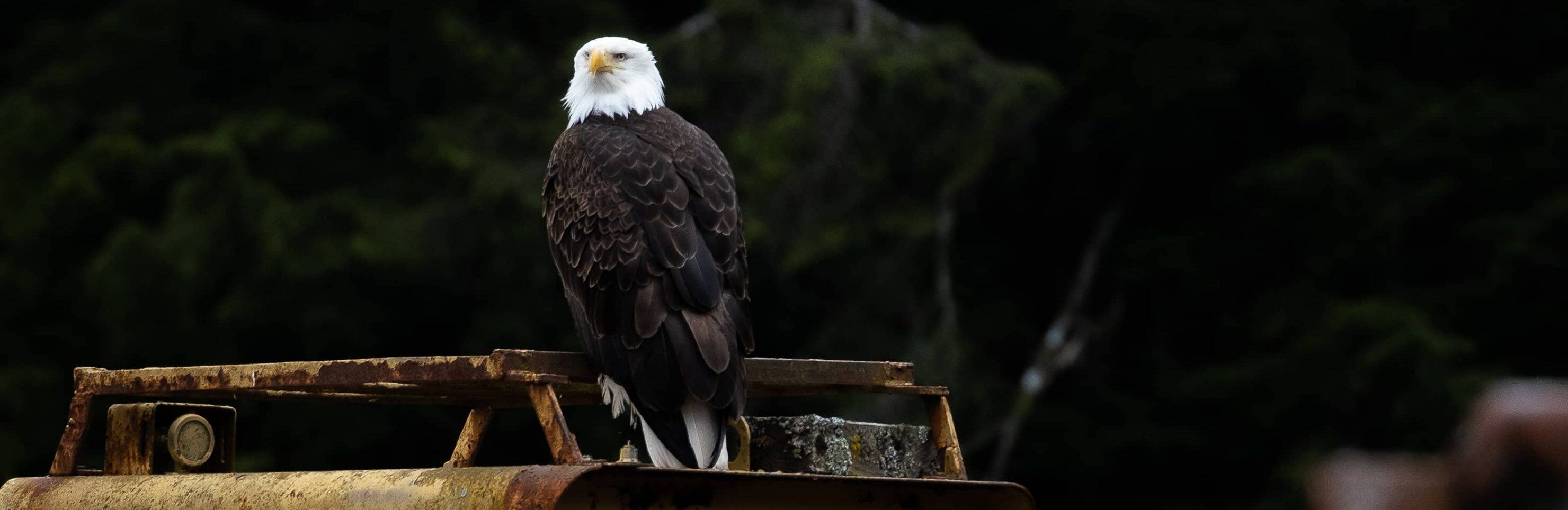 Lighthouse, Totems & Eagles Excursion