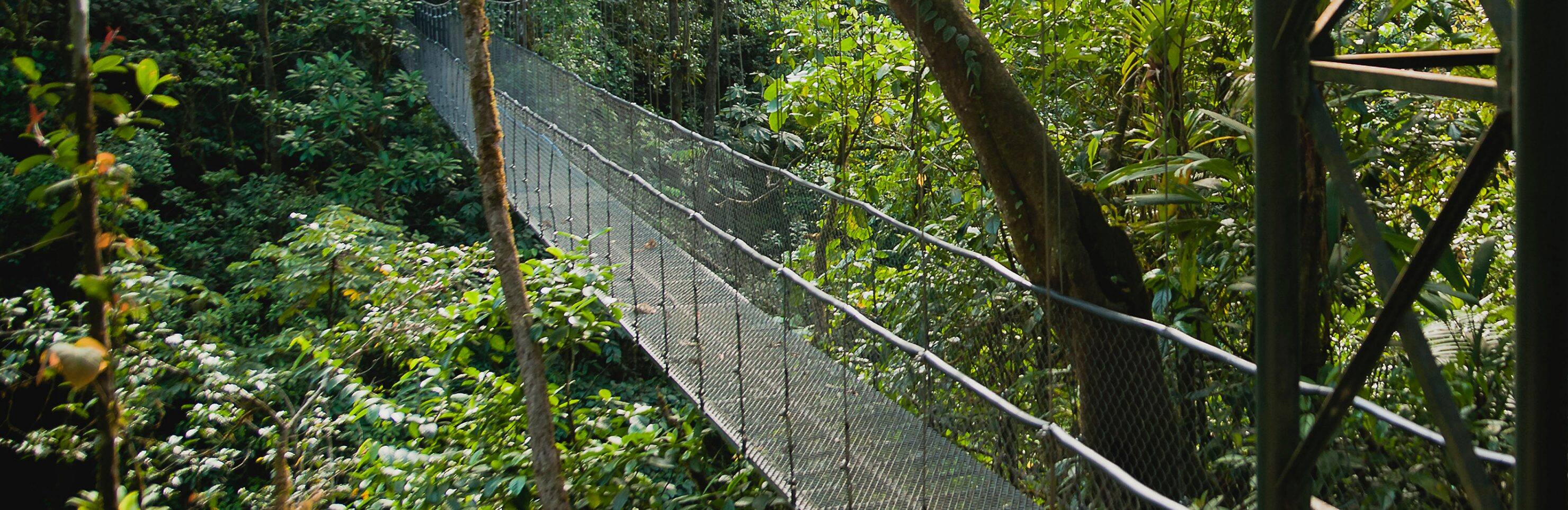 Rainforest Sky Walk
