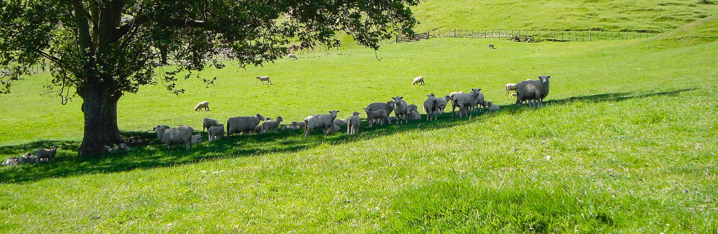 Town & Country: A Canterbury Sheep Farm Experience