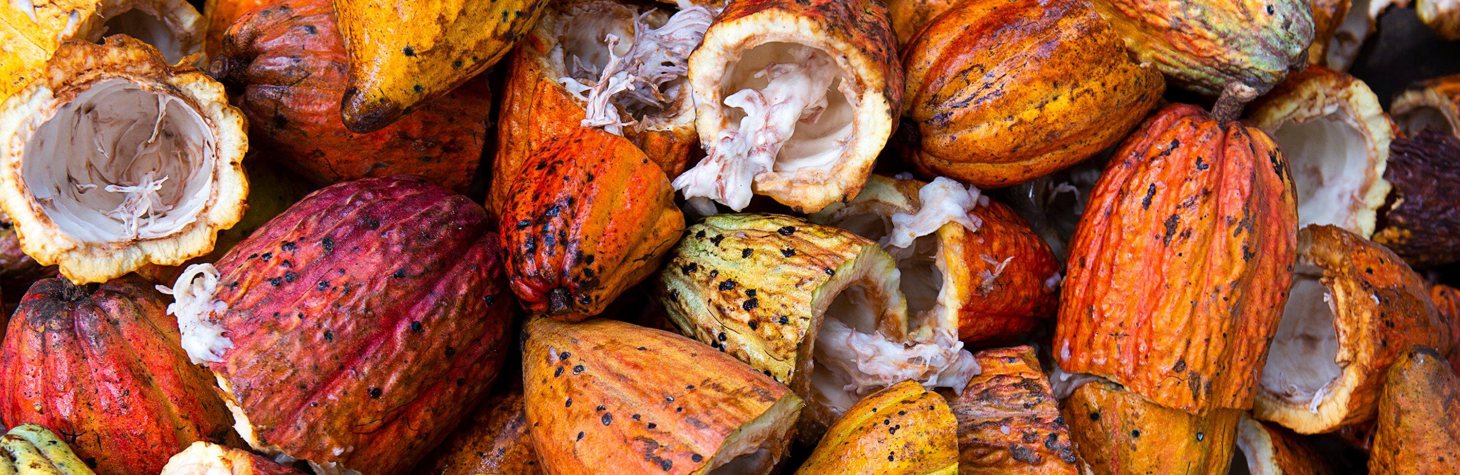 Xocolati: A Make-Your-Own Chocolate Experience