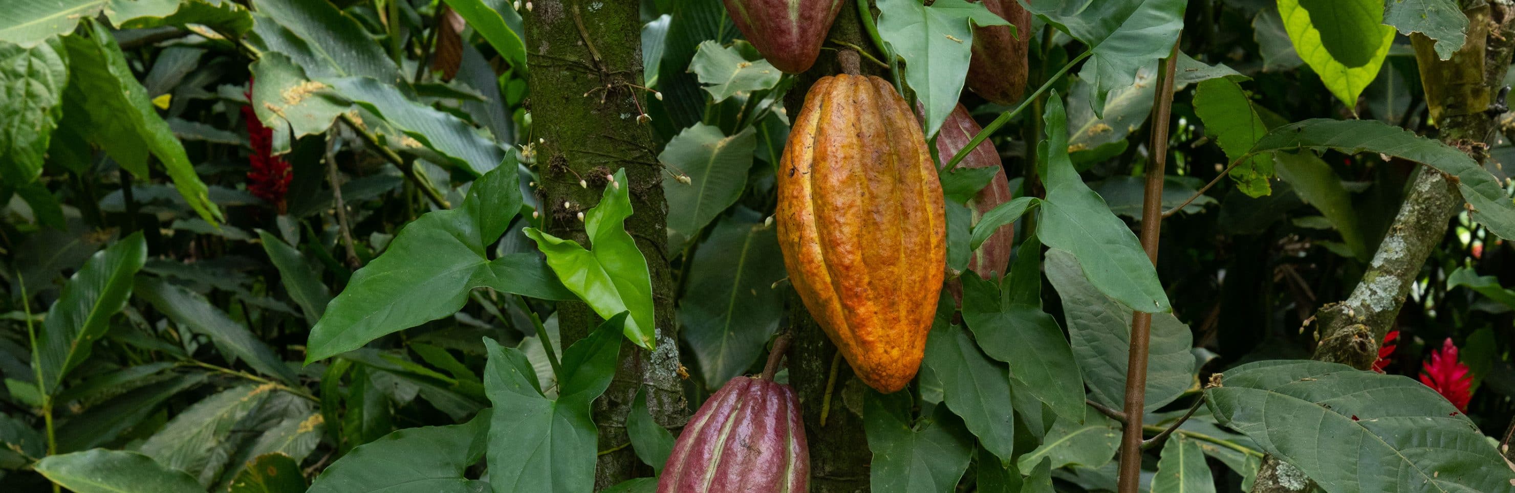 Ancestral Cacao Plantation & Chocolate-Making Workshop