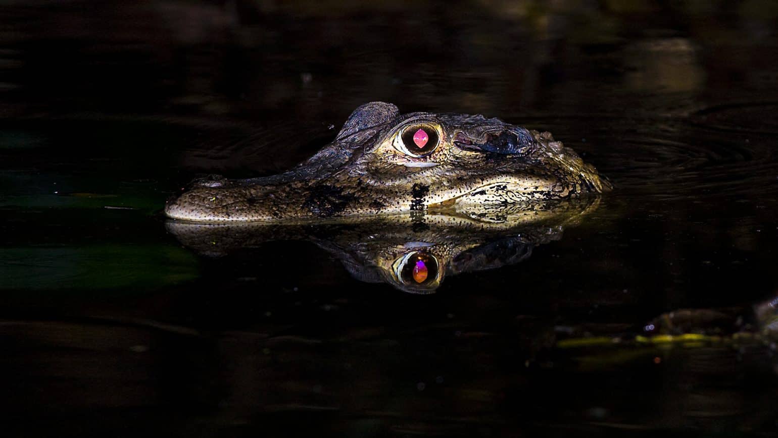 Grand South America & Antarctica Voyages