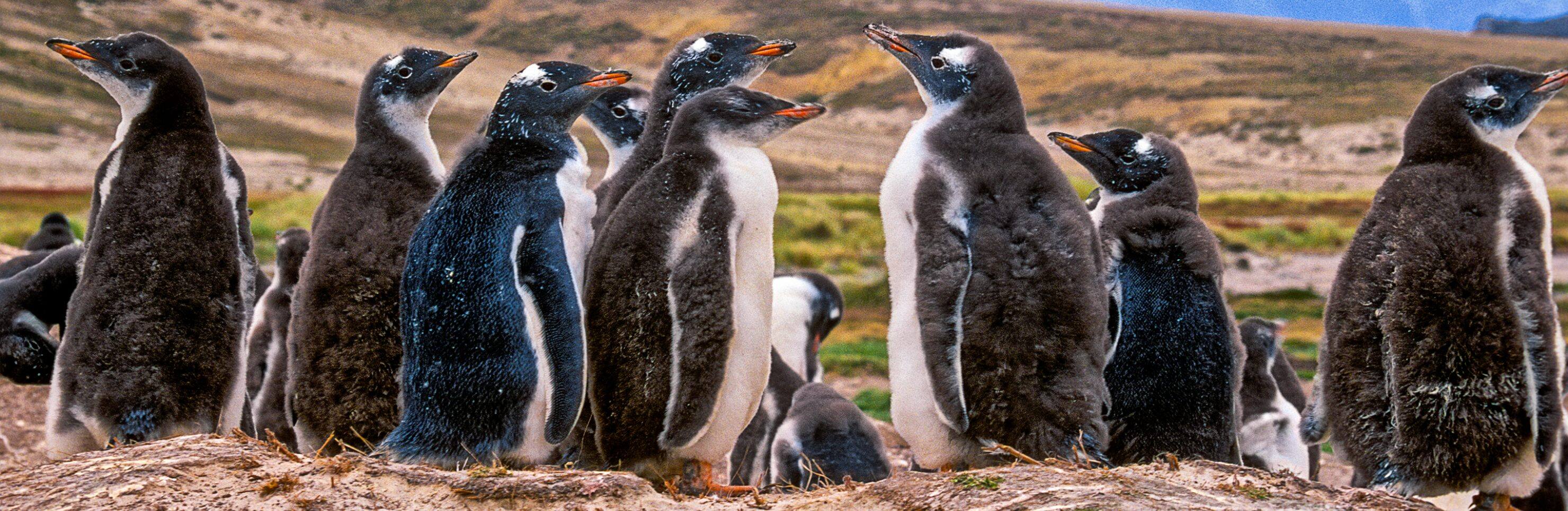 Bluff Cove Penguin Rookery