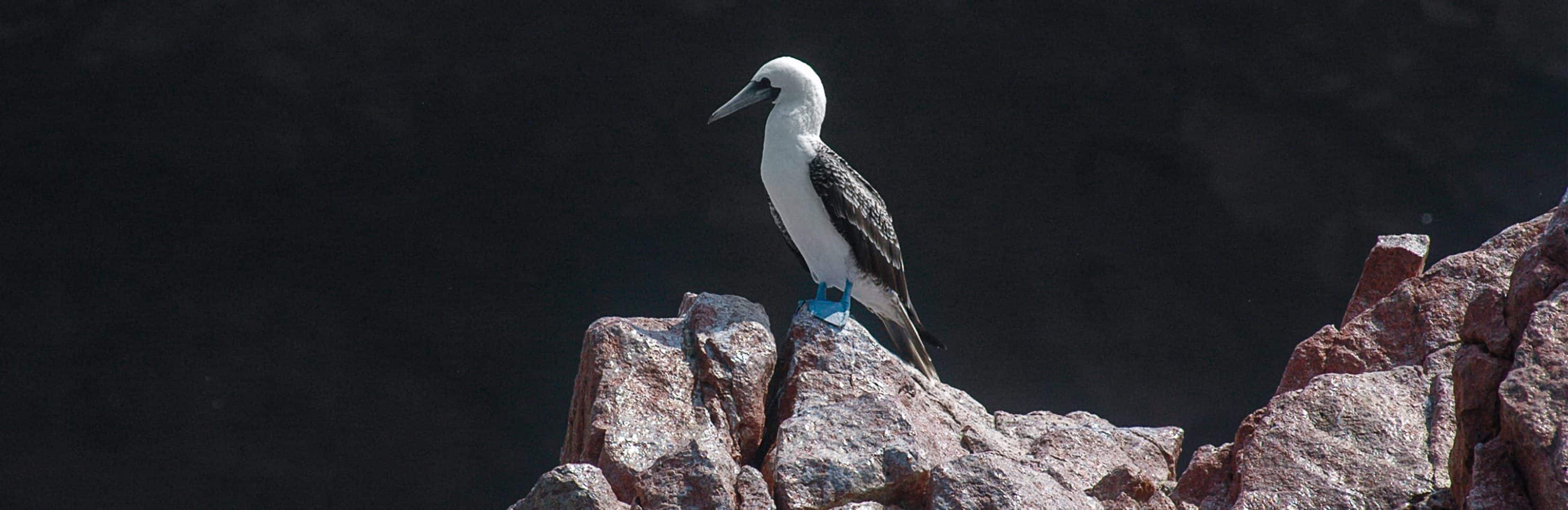 Peru's Galapagos: The Ballestas Islands