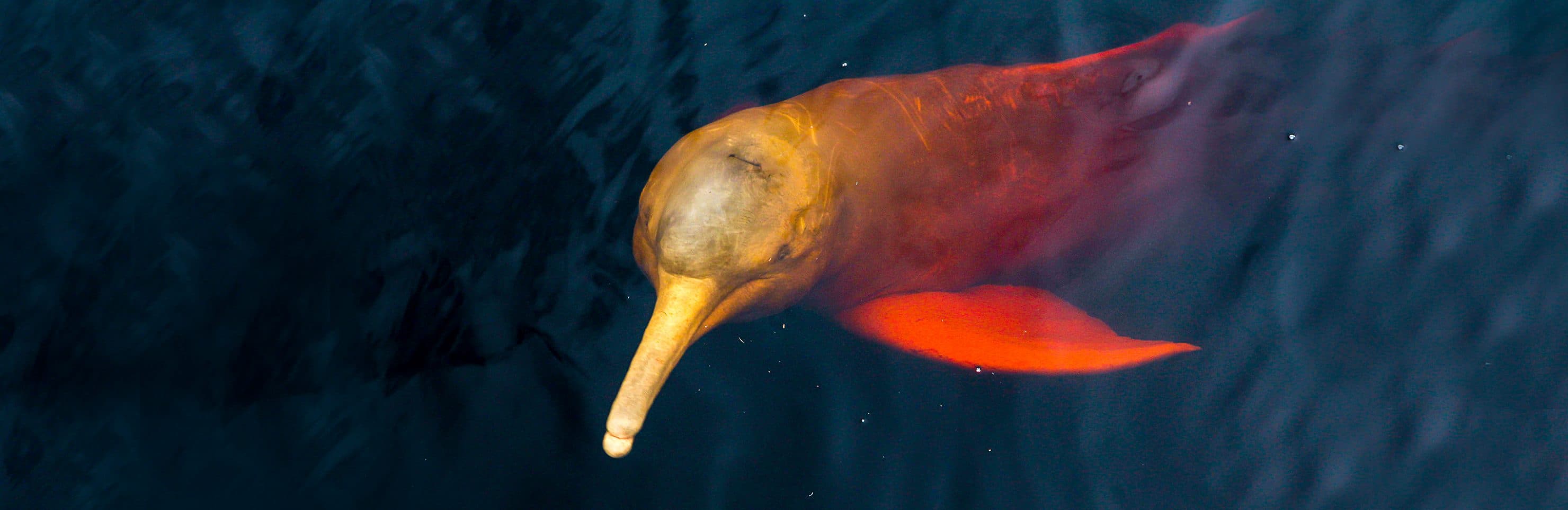 Pink Dolphin Encounter