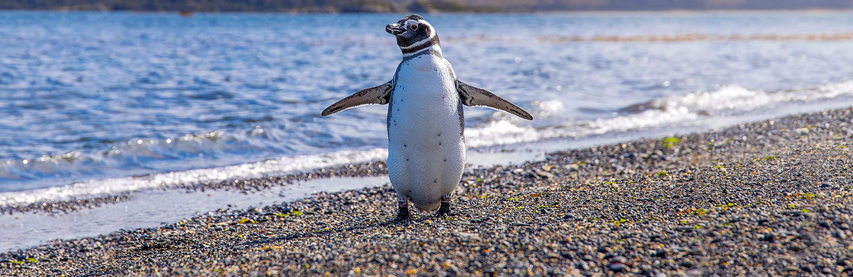 Spanish Guided: Punta Tombo Penguin Adventure