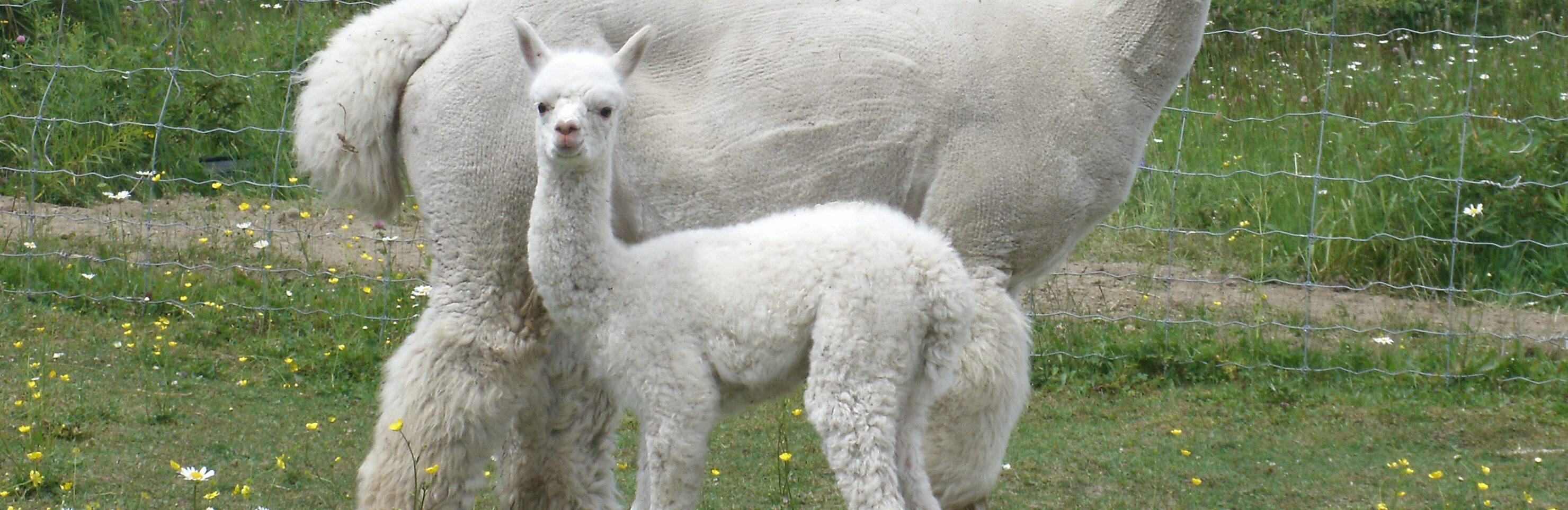 The Craftsman Road: Glass, Cheese, Alpaca Wool