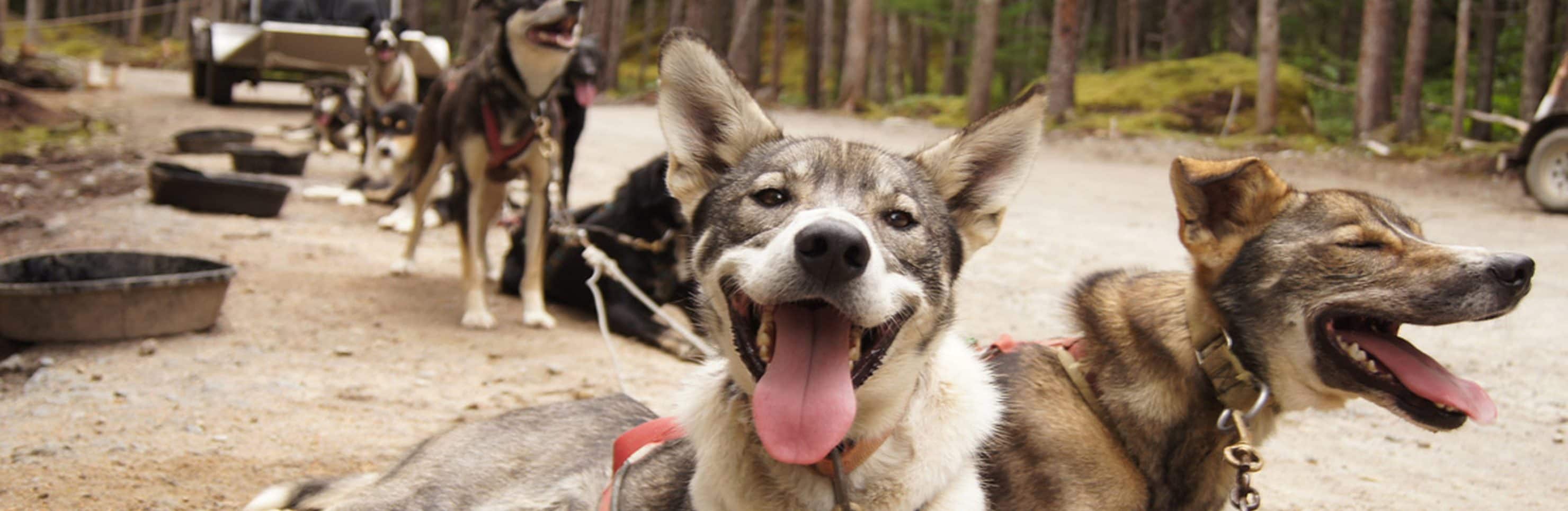 Musher's Camp & Sled Dog Experience