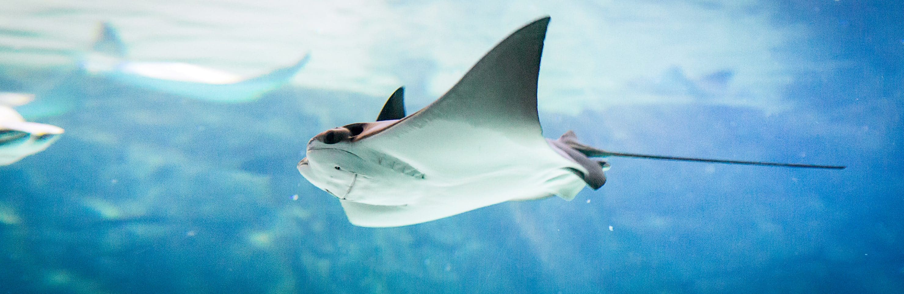 Coral World Ocean Park & Beach