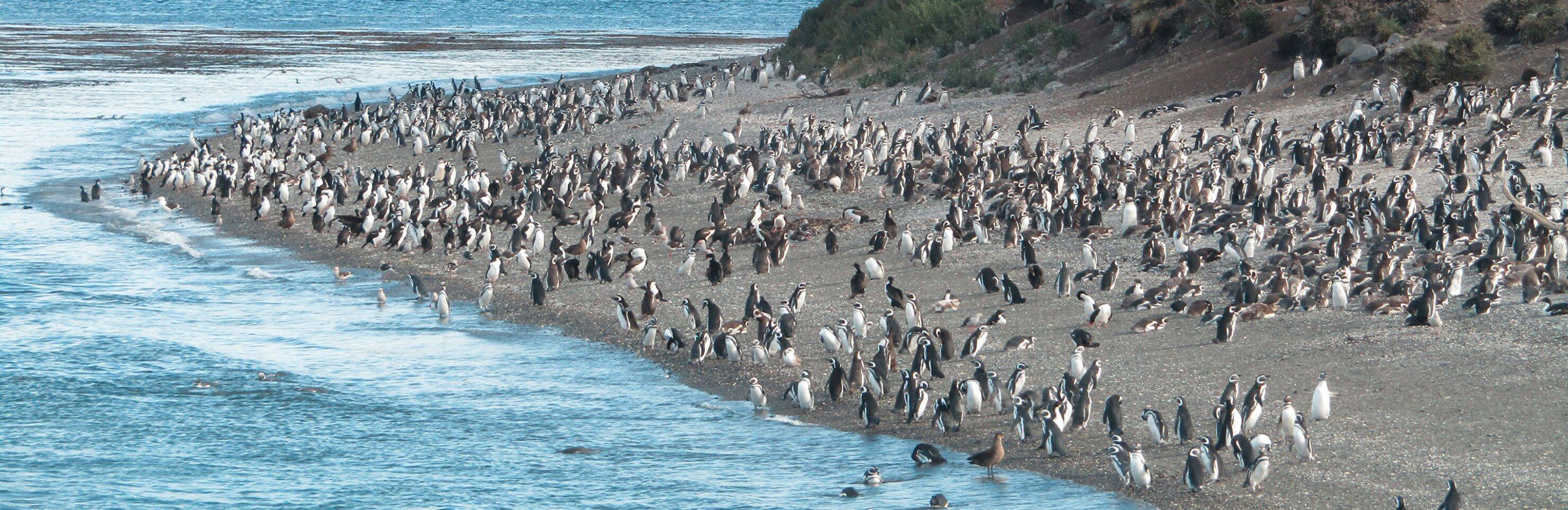 Beagle Channel by Catamaran: Les Eclaireurs Lighthouse & Magellan ...